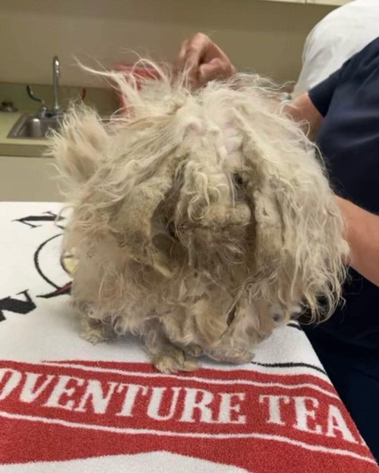 Witness How This Puppy Transformed Completely After An Overdue Grooming ...