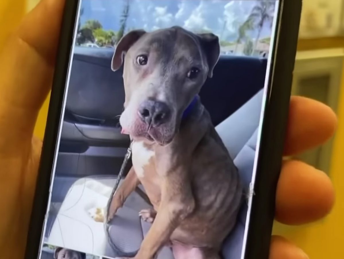 This Lost Pit Bull Was Missing For 8 Years Before Being Runited With ...