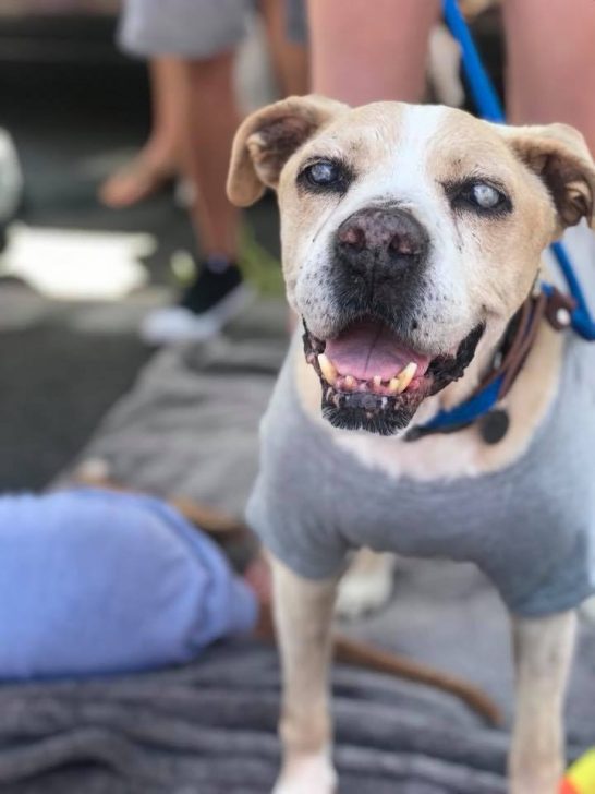 Senior Blind Pit Bull, Enduring A Lifetime Of Neglect And Suffering ...