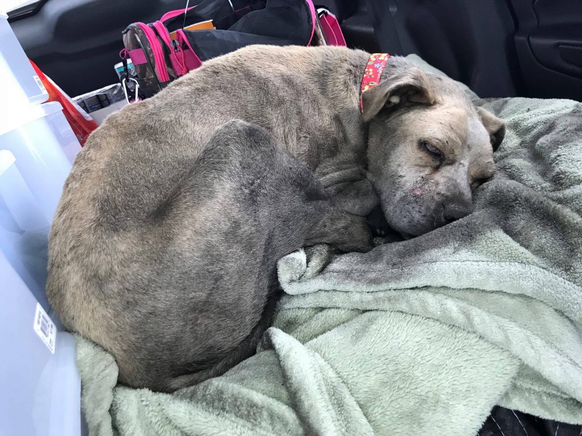 Senior Blind Pit Bull, Enduring A Lifetime Of Neglect And Suffering ...