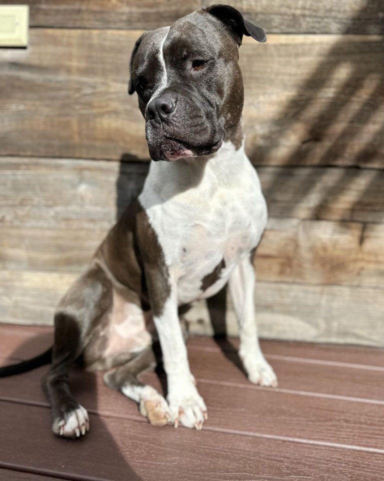 Sad Dog Covered In Bite Wounds Overcomes Past Trauma With The Help Of ...