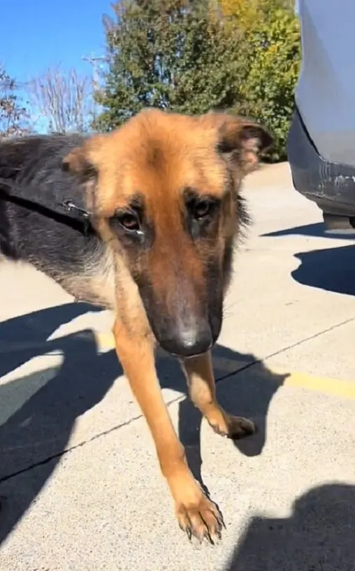 A Sweet German Shepherd Who Was Found In An Abandoned House Receives ...