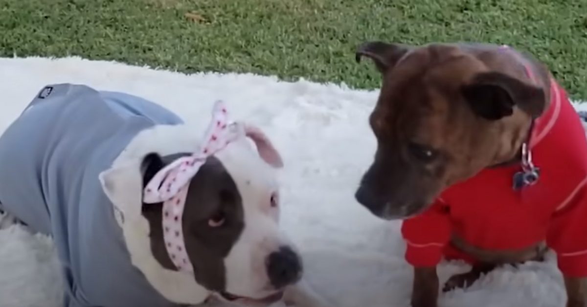 Sister Pitties Who Recently Became Orphans Have The Best Day Ever