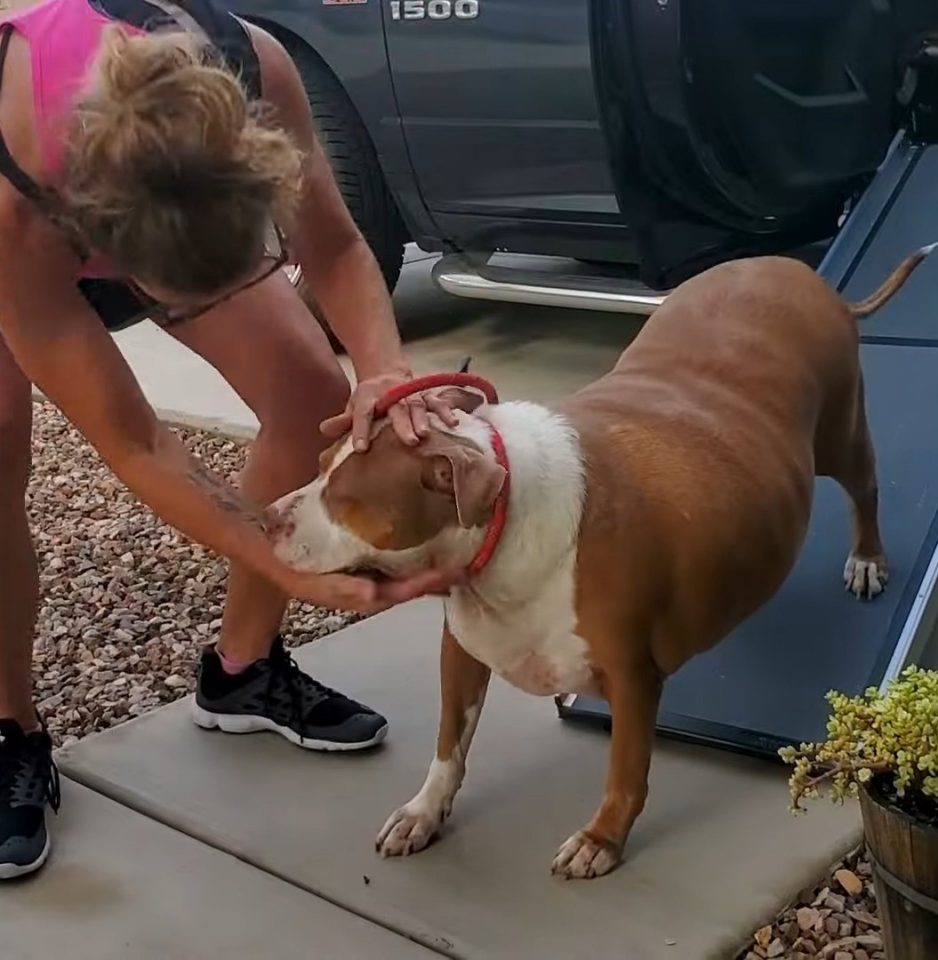 Obese Pit Bull Undergoes A Life-Changing Transformation