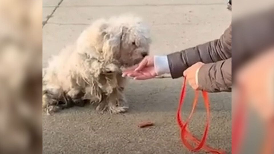 Extremely Matted And Neglected Dog Offers Rescuers His Tiny Paw ...