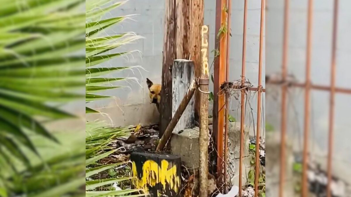 Abandoned Dog Refuses To Follow Her Rescuers Hoping That Her Family ...
