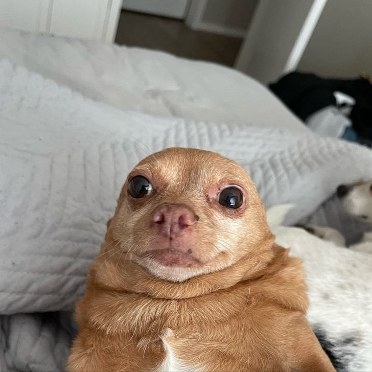 Rescue Chihuahua Has The Funniest Look That Makes Everyone Smile Instantly