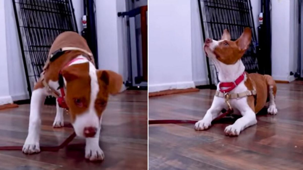 Pittie Who Was Bred To Be A Fighter Becomes The Sweetest Girl When She ...