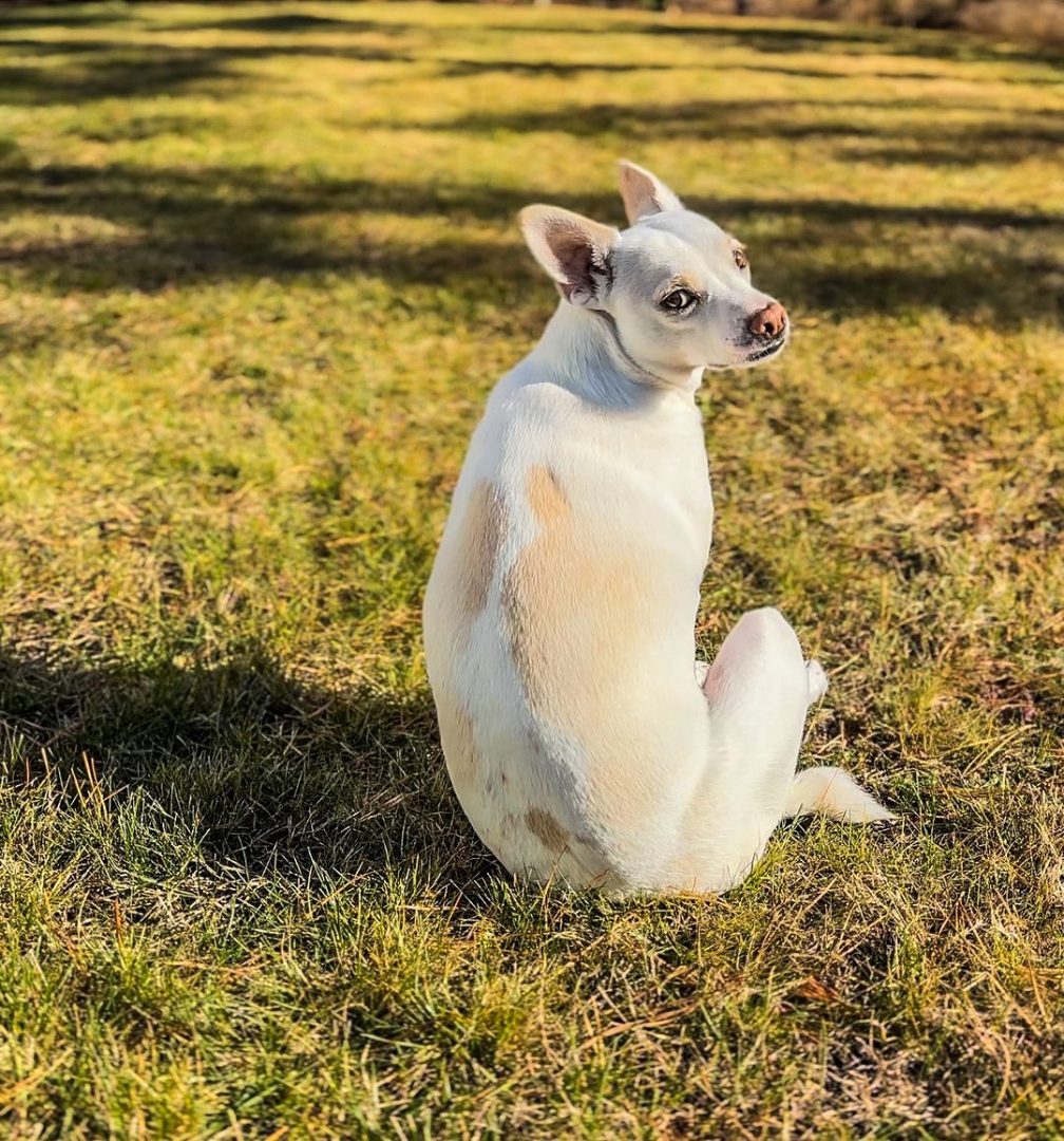 This Deaf Dog Just Wanted To Have A Normal Life And Then Everything ...