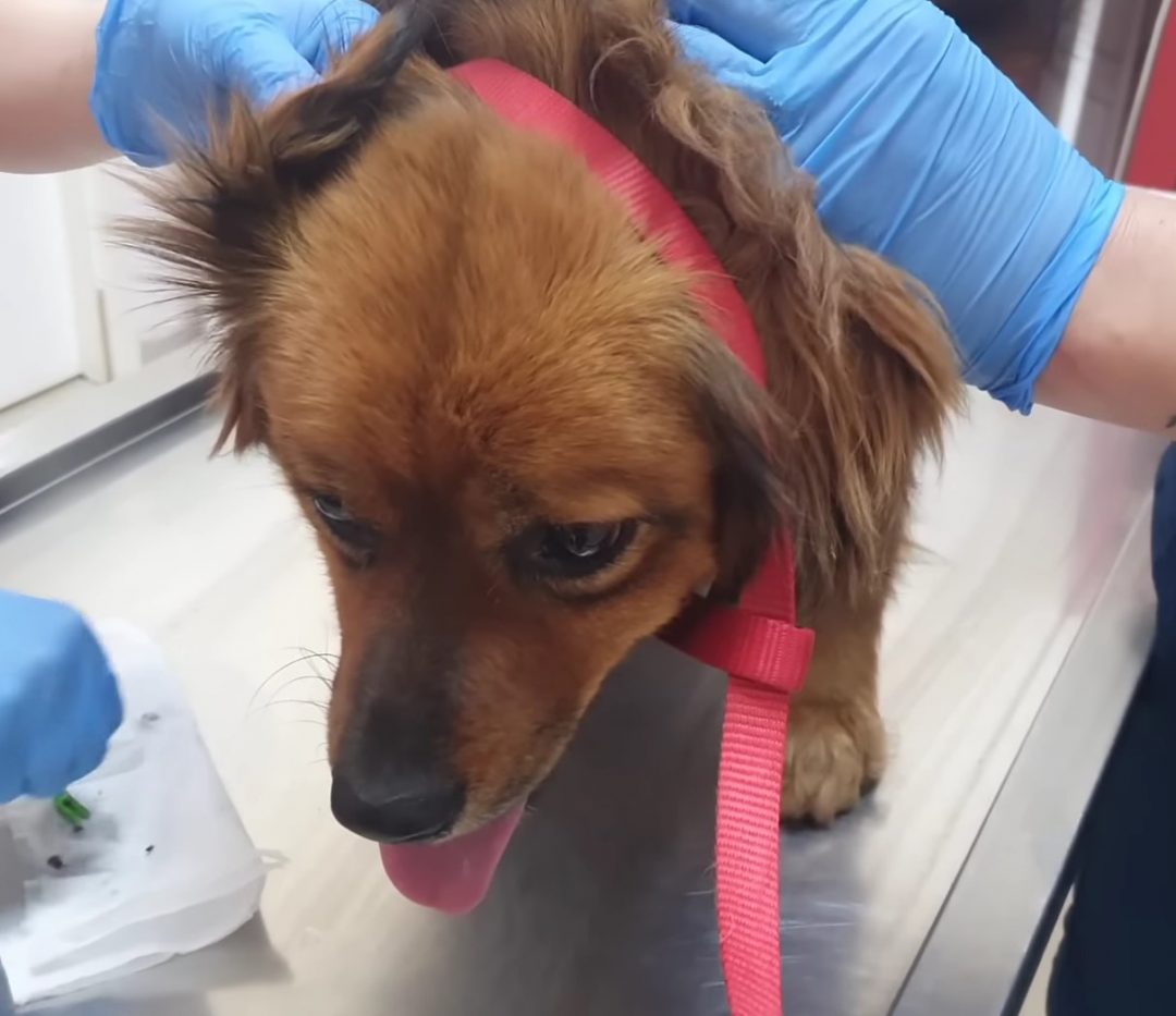 Devastated Dog Refuses To Leave The House After Tragic Loss Of Her Owner