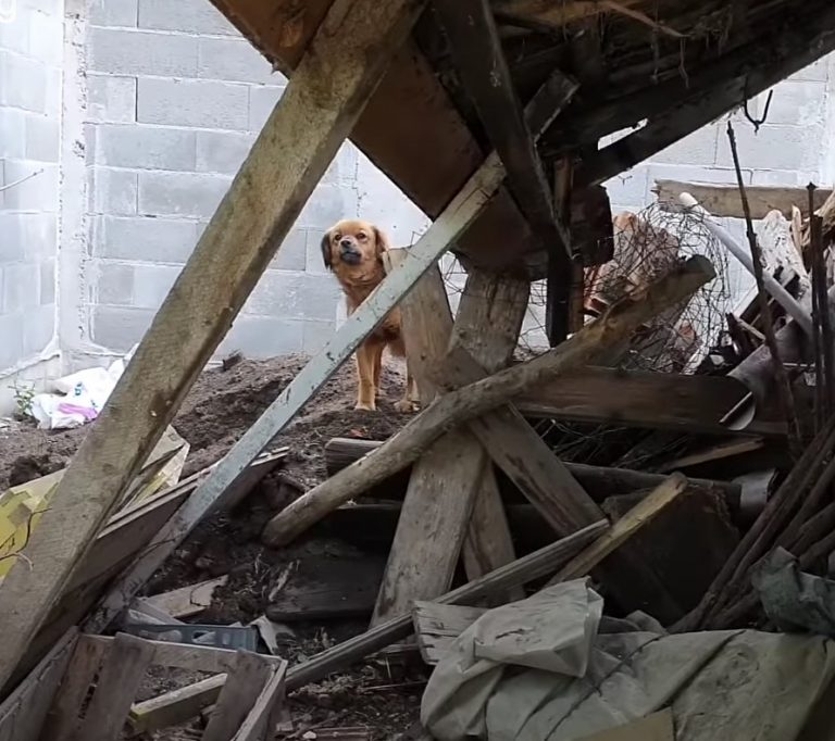 Devastated Dog Refuses To Leave The House After Tragic Loss Of Her Owner