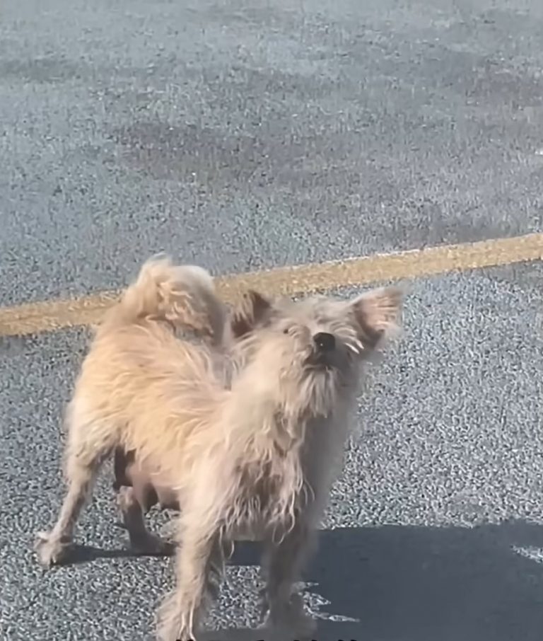 This Dog Begged A Hooman To Follow Her So That They Could Help Her With ...