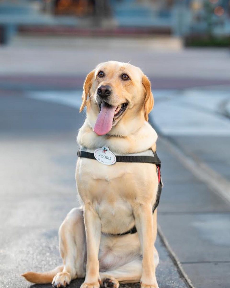 Service Dog Keeps Making History With Her Very Own Master's Degree
