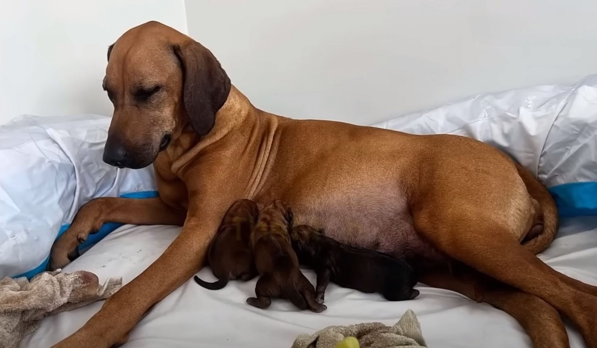 Dog Surprises Everybody By Giving Birth To The Biggest Litter Ever
