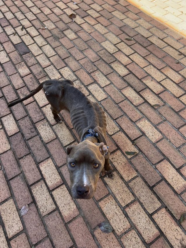 Stray Dog That Looked Like A Skeleton Surprises Everyone With Her ...