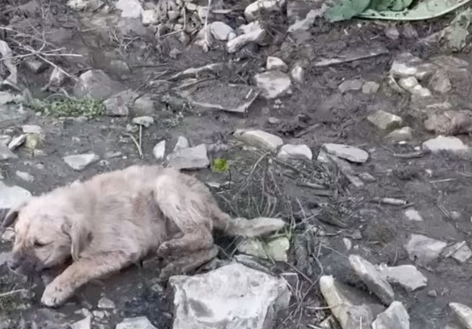 Dog Who Was Stranded On A Mountain Proves Her Vets Wrong