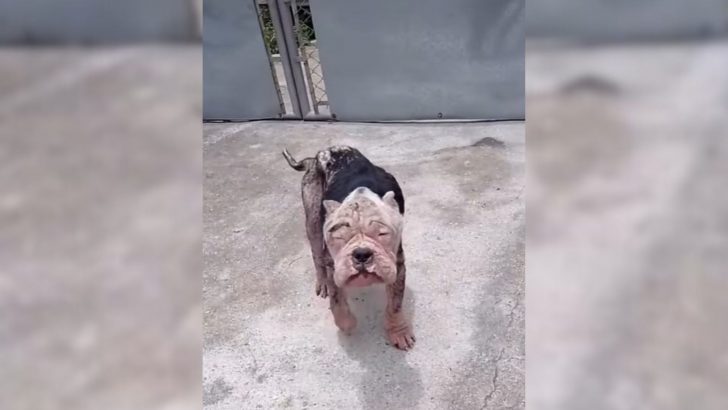 Heartbroken Dog Saved At The Brink Of His Life Is A Brand New Pup Now