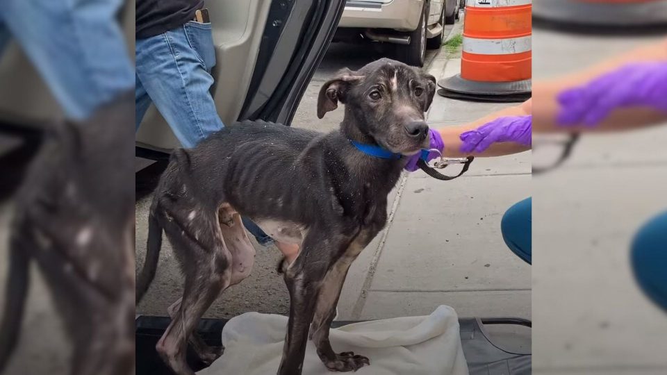 Extremely Emaciated Dog Found Under The Bridge Became A Real Beauty ...