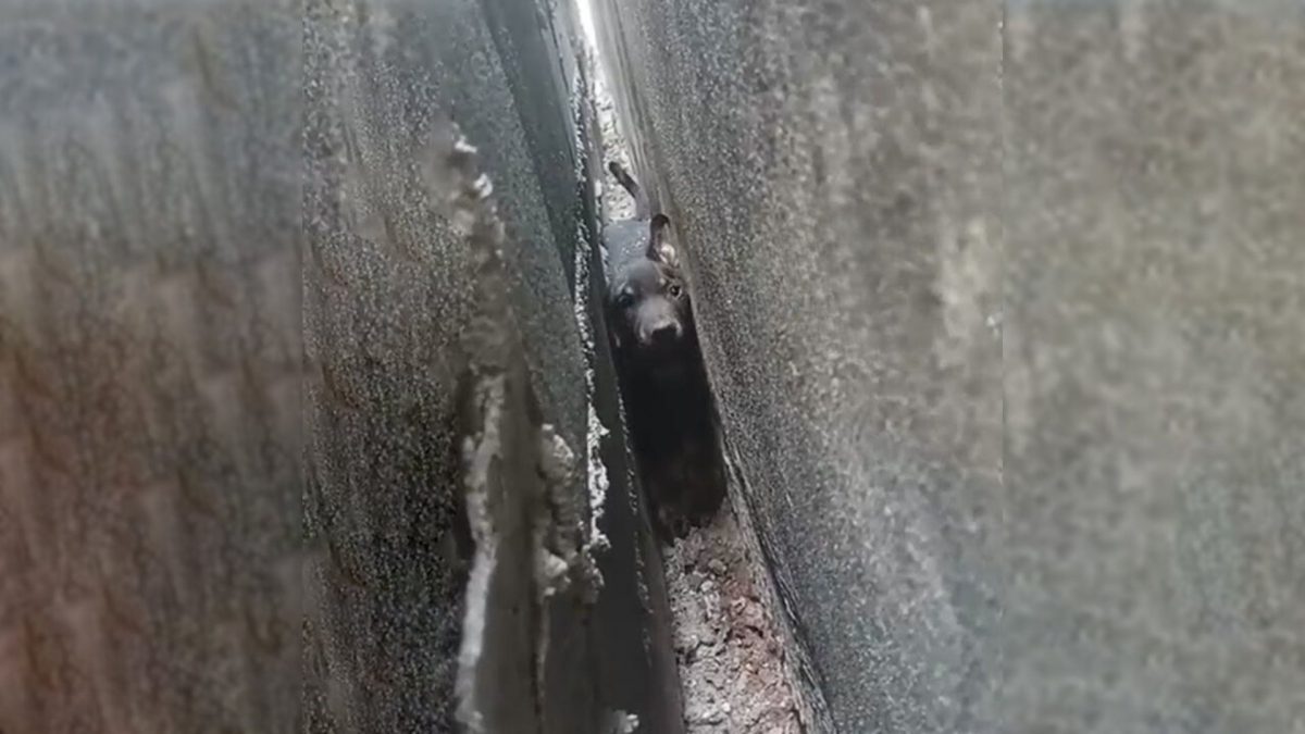 Rescuers Hear Strange Crying Sounds In Between Walls And Discover ...