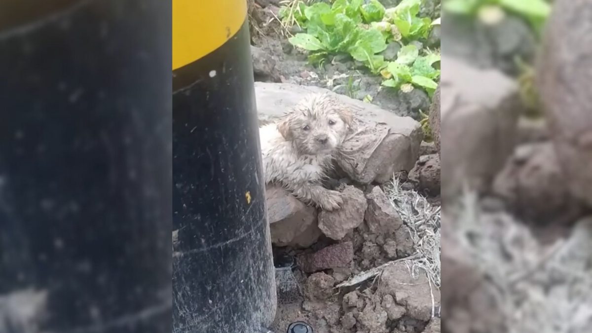 Puppy Who Was Found Completely Covered In Mud Is Now Living The Best ...