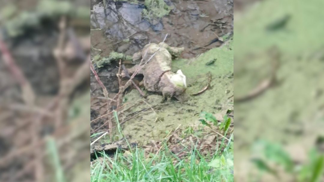 Rescuers That Rushed To Save Motionless Dog In Ditch Discovered That ...