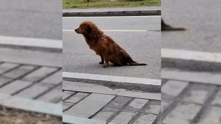 Rescuers Stumble Upon A Dog On A Deserted Road, Then Uncover His ...