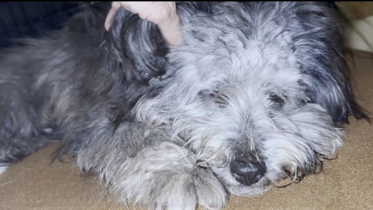 This Incredible Transformation Of A Severely Matted Pup Will Leave You ...
