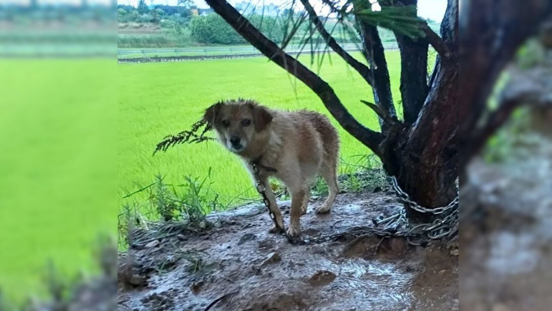 The Cries Of A Pregnant Dog Chained To A Tree Echoed Through The Rain