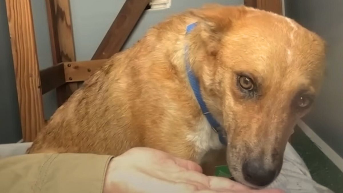 Rescue Dog Is Too Afraid To Go In A House Until She Met The Most ...