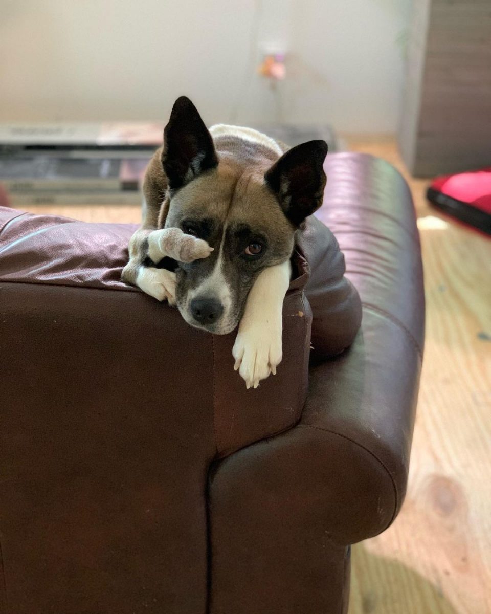 5-Legged Puppy Was Struggling To Find A Home Until Someone Special ...