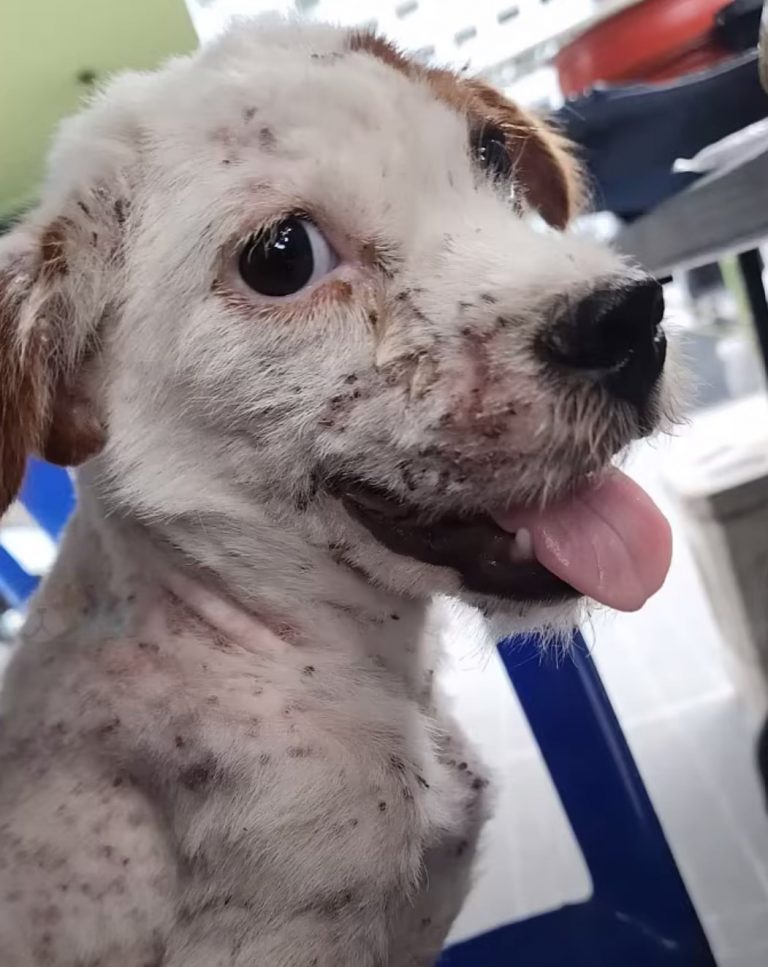 Tiny Puppy Completely Covered In Ticks Waits By The Road, Hoping To Be ...