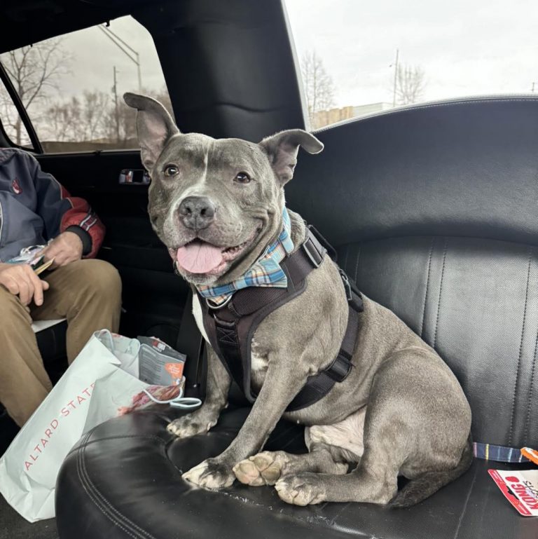 Rescue Dog Rolls To His New Home In A Luxury Limo After 2-Year Wait In ...