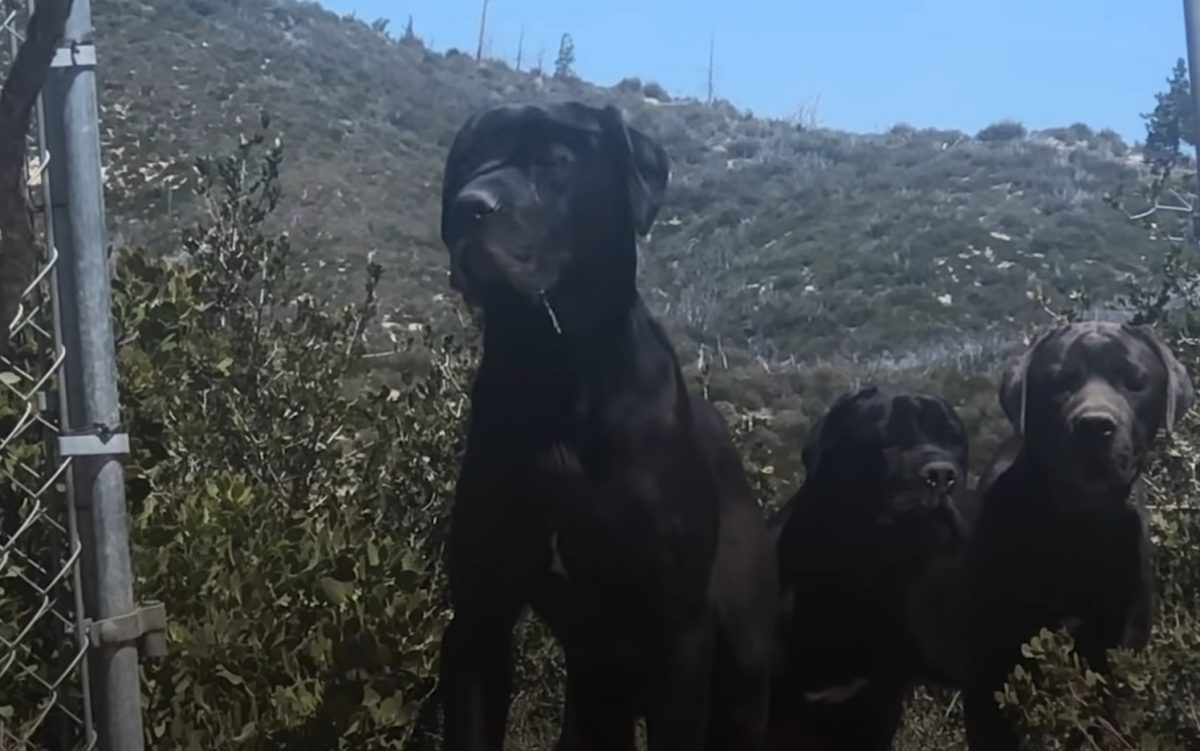 Hiker Heartbroken To Find 3 Big Dogs Abandoned On A Mountain By Their Owner