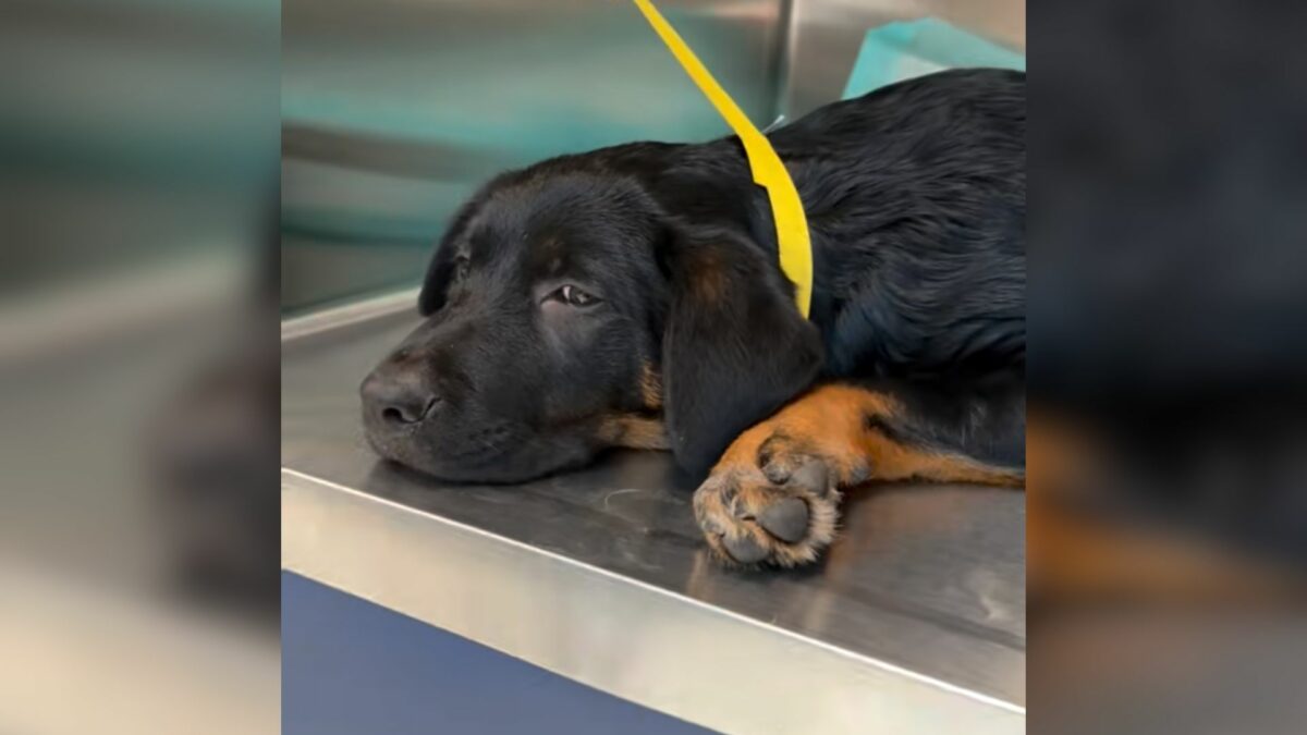 12-Week-Old Puppy With Broken Leg Brought To Vet To Be Euthanized Gets ...