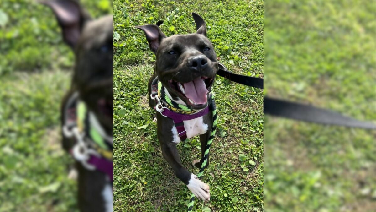 Forgotten Dog Who Spent Over 2 Years In A Shelter Can't Control Joy On ...