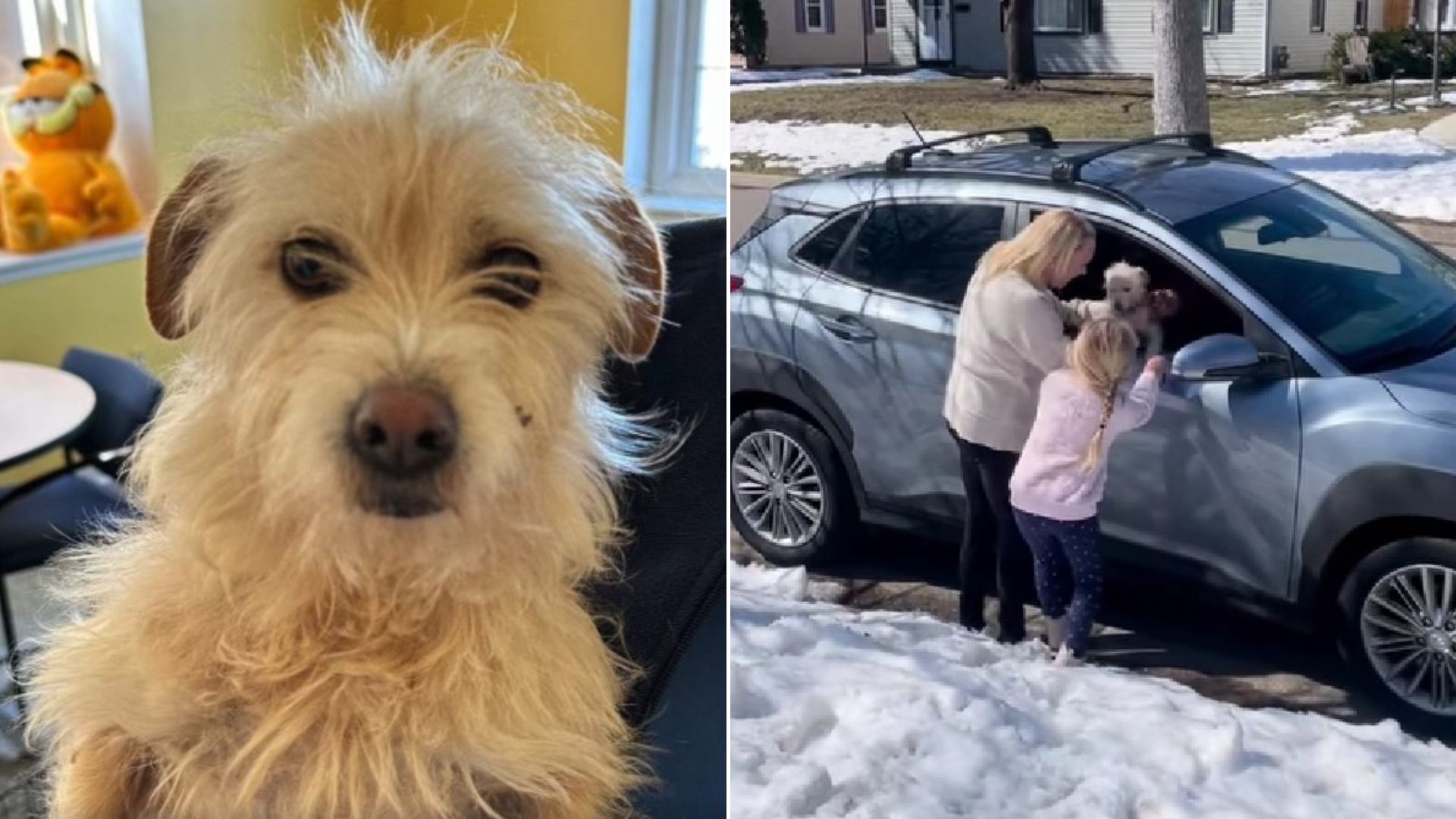 Missing San Diego Dog Finally Reunites With Her Family And Surprisingly ... Missing San Diego Dog Finally Reunites With Her Family And Surprisingly ...