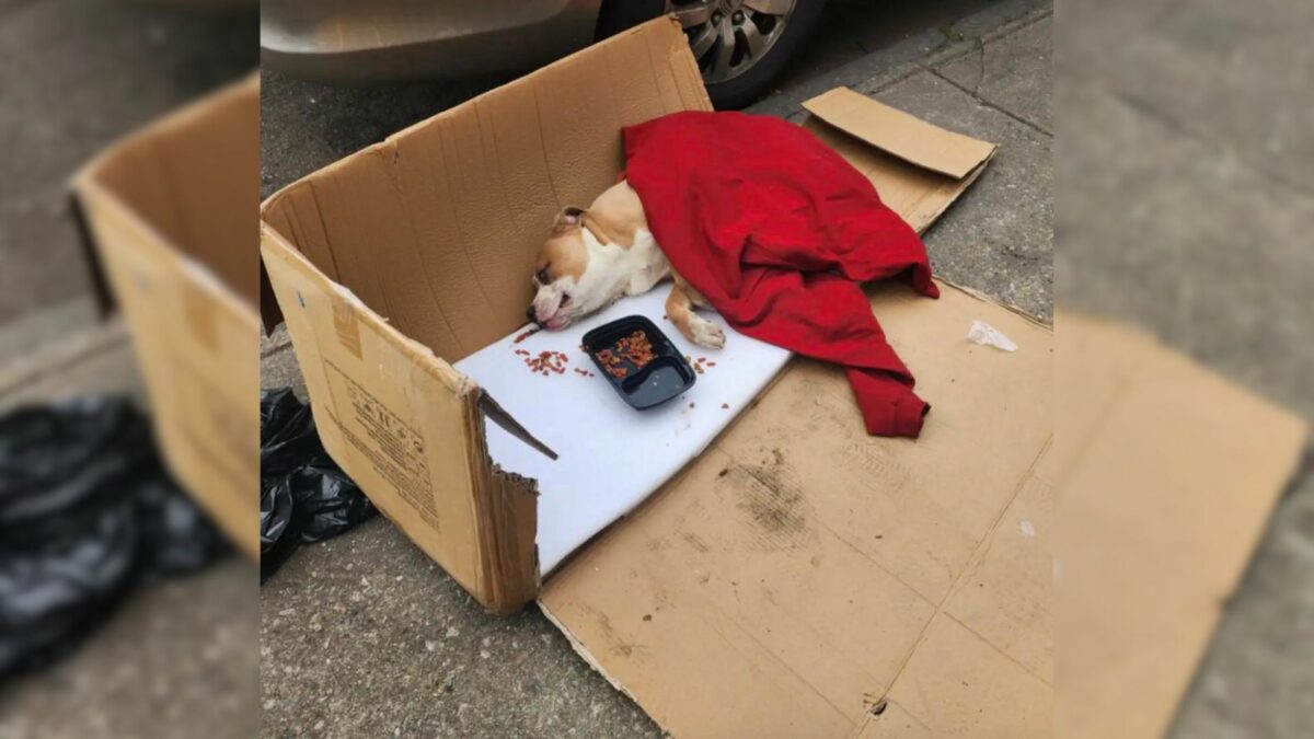 Heartbreak As Pennsylvania Rescuers Find Paralyzed Dog Abandoned In Garbage