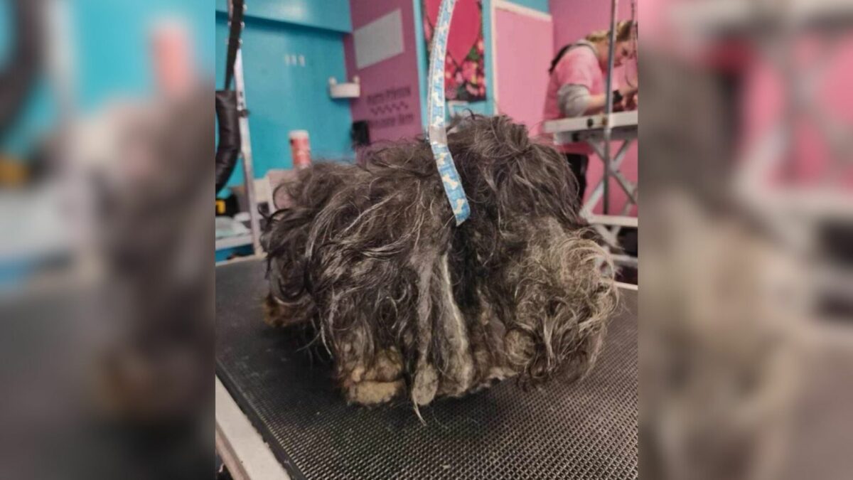 The Emergency Grooming Session Forever Changed The Life Of One Heavily ...