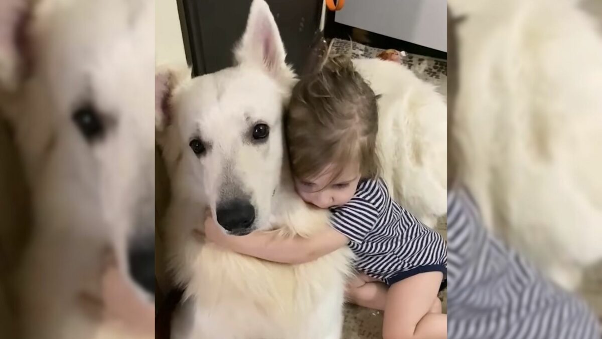The Sweet Family Dog Is In Love With His Baby Sister From The First Day ...