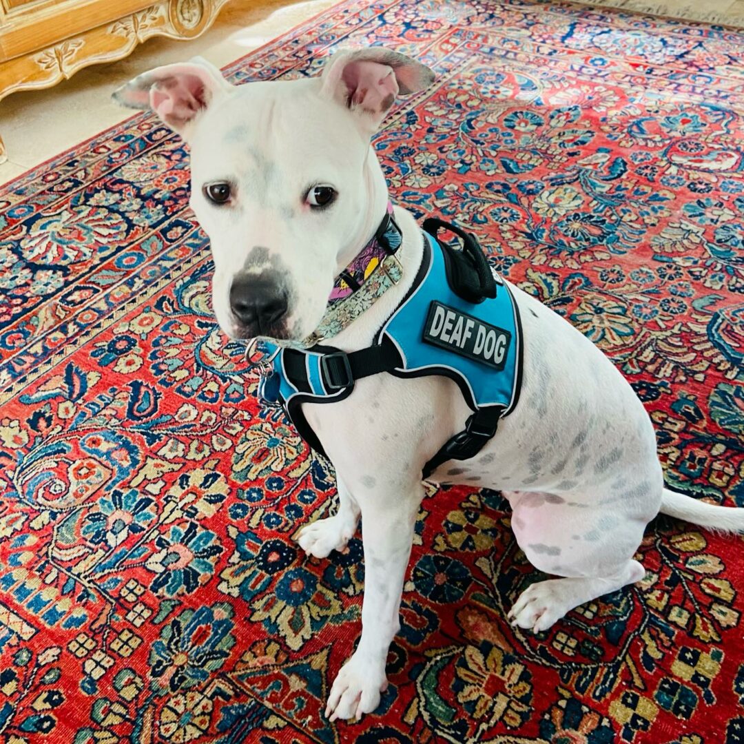 Deaf Dog Finally Meets Her Happy Ending After Learning Sign Language In ...