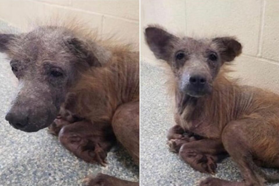 Hairless Puppy Scared Of Everyone Has The Most Miraculous ...
