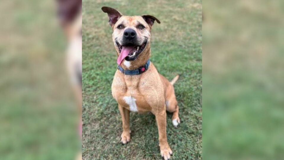 Naco, The Forgotten Shelter Dog, And Teddy Look-Alike Is Still ...