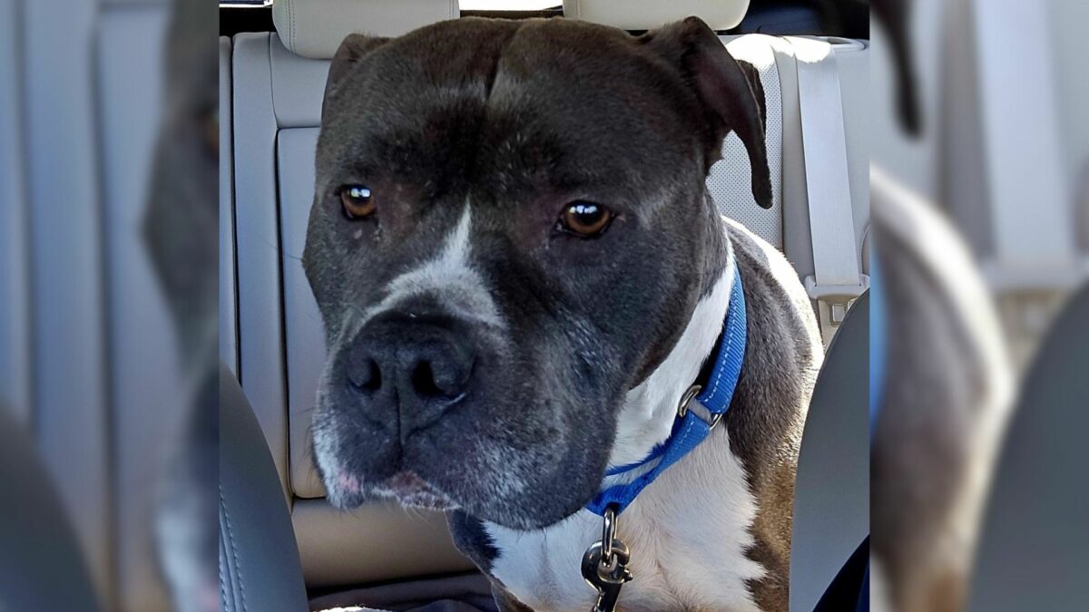 Confused Dog Ends Up At Shelter After 9 Years In A Loving Home At No ...