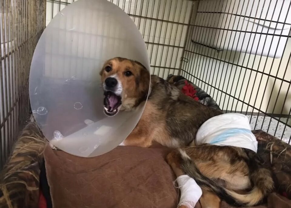 Rescuer Was Shocked To Find This Dog Who Had Been Injured And Dumped On ...