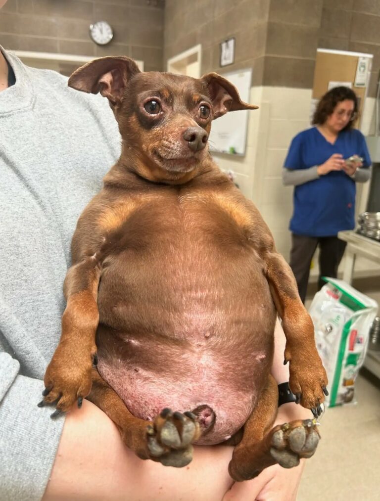 Rescuers Took In A Very Chubby Puppy Who Became A Celebrity In The ...