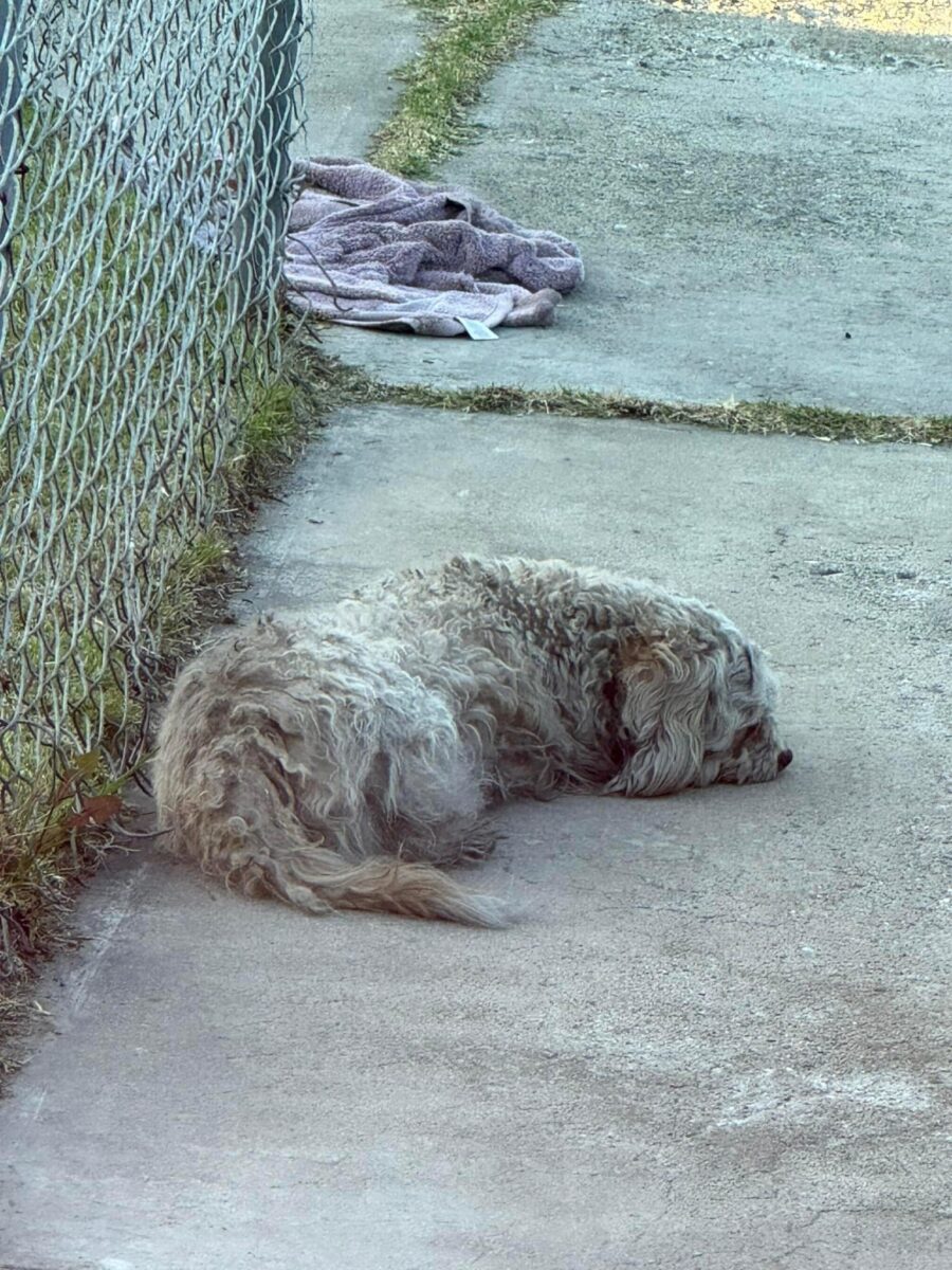 A Sad And Frightened Pup Who Was Hopelessly Lying At The Same Spot For ...