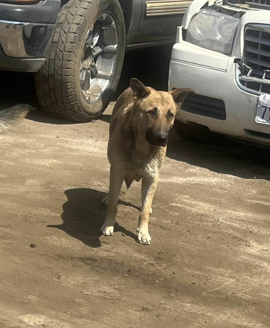 California Rescuers Came To Save A Sweet Dog Only To Learn She Was Not ...