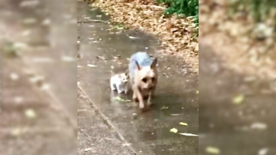 An Adorable Yorkshire Terrier Grabbed His Superhero Suit And Helped A ...