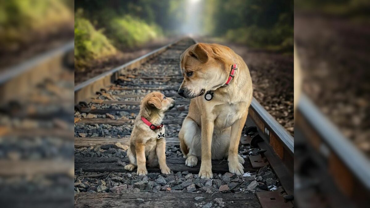 Digital Artist Leaves People In Awe With Stunning Portraits Of Dogs And ...