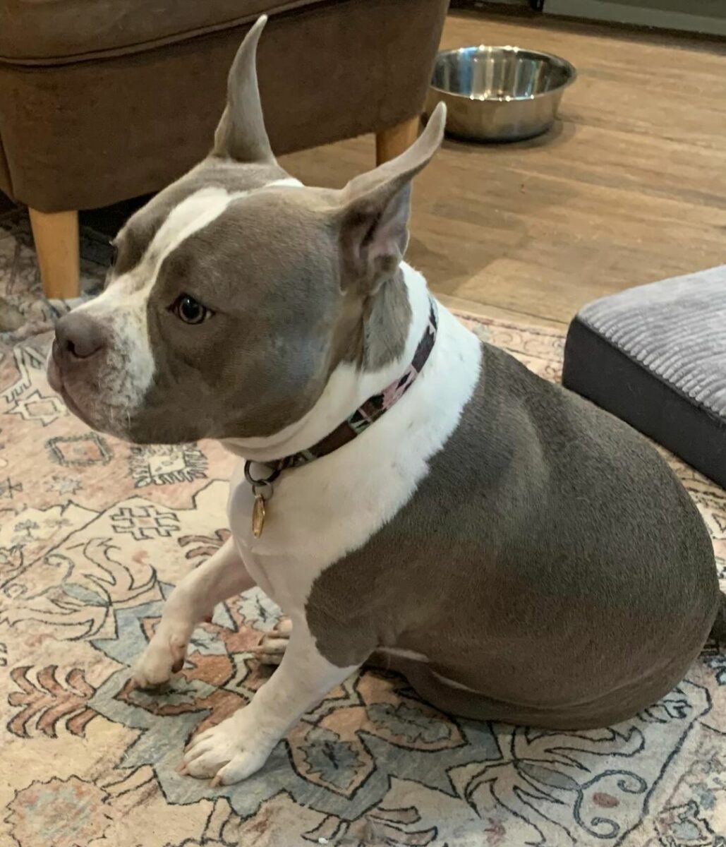 Puppy With A Swimmer Syndrome Finally Learns How To Run Thanks To Her ...